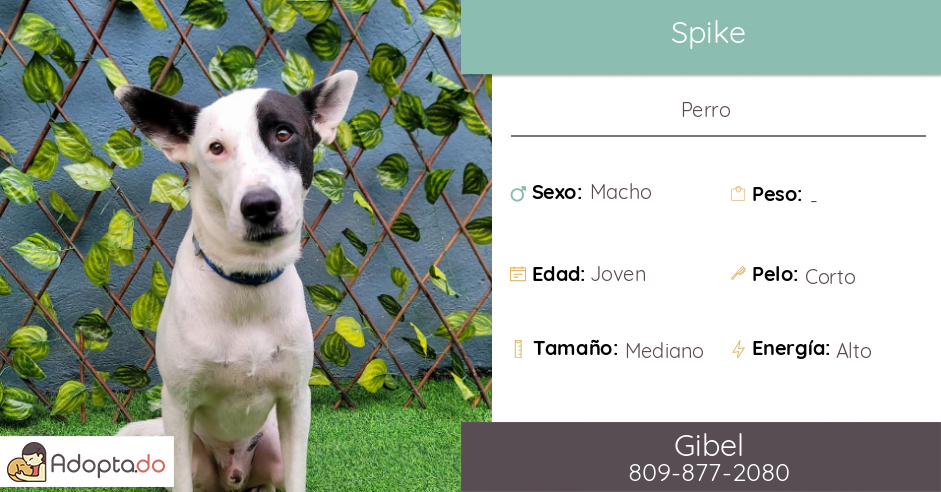 Adopta.do - Spike